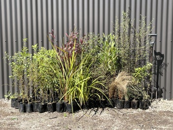 Native Trees for Sale | Trade Me Marketplace