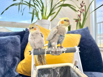 Birds | Birds | Trade Me Marketplace