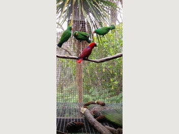 Birds | Birds | Trade Me Marketplace