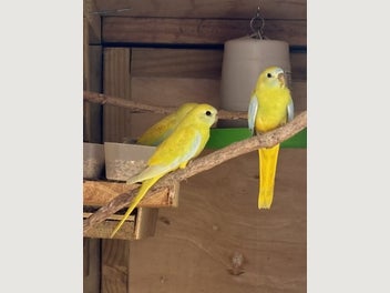 Birds | Birds | Trade Me Marketplace