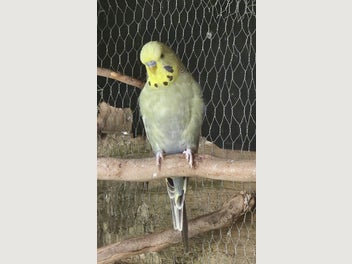 Birds | Birds | Trade Me Marketplace