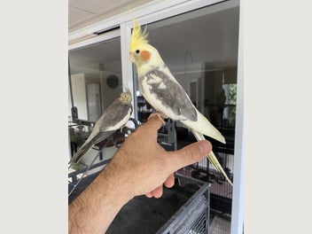 Birds | Birds | Trade Me Marketplace