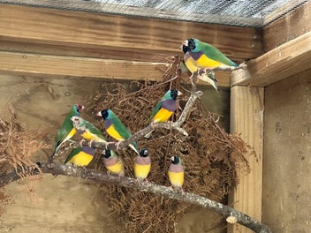 Birds | Birds | Trade Me Marketplace