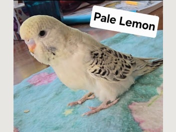 Birds | Birds | Trade Me Marketplace