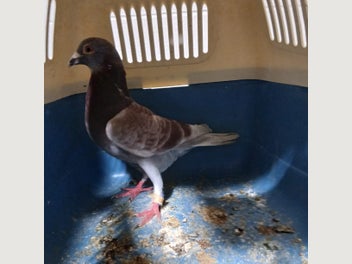 Birds | Birds | Trade Me Marketplace