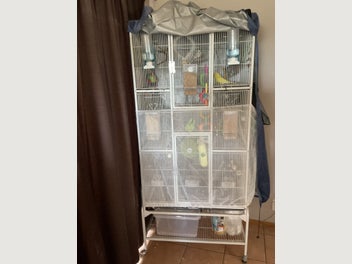 Birds | Birds | Trade Me Marketplace