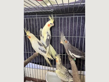 Birds | Birds | Trade Me Marketplace