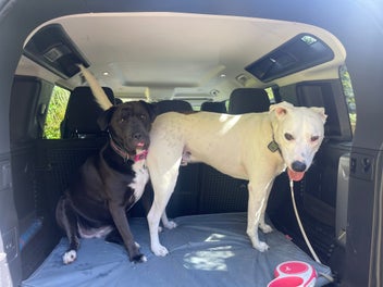 Dogs to adopt | Dogs | Trade Me Marketplace