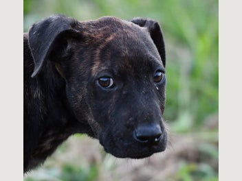 Dogs to adopt | Dogs | Trade Me Marketplace