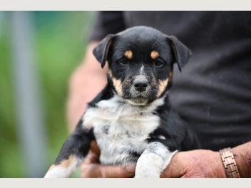 Dogs to adopt | Dogs | Trade Me Marketplace