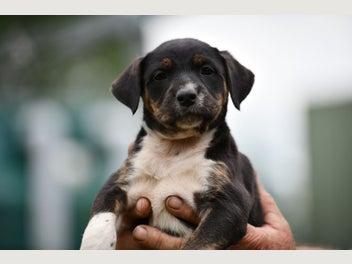 Dogs to adopt | Dogs | Trade Me Marketplace