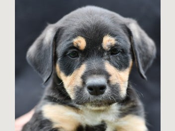 Dogs to adopt | Dogs | Trade Me Marketplace