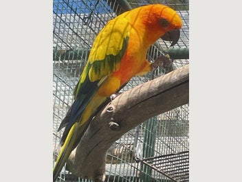 Ringnecks | Birds | Trade Me Marketplace
