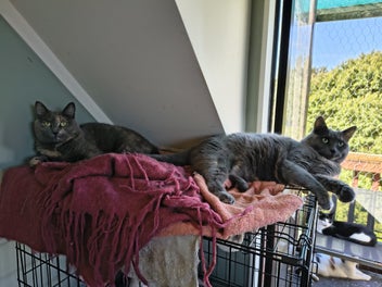 Outdoor Cat Houses | Shop New & Used | Trade Me Marketplace