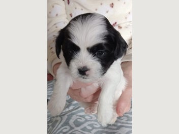 Maltese | Dogs for sale | Trade Me Marketplace