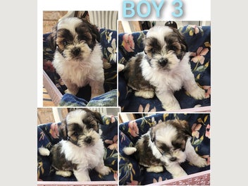 Maltese | Dogs for sale | Trade Me Marketplace