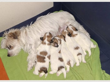 Maltese | Dogs for sale | Trade Me Marketplace