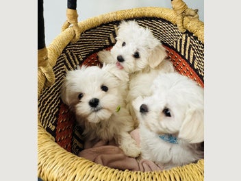 Maltese | Dogs for sale | Trade Me Marketplace
