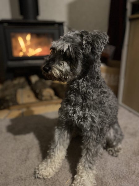 Miniature breed stud service | Trade Me Services