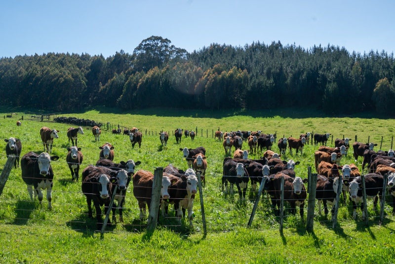 Apirana Road, Horohoro, Rotorua, Bay Of Plenty