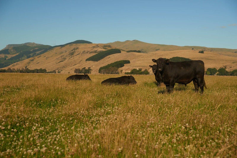 247 Seabridge Road, Motukarara, Banks Peninsula, Canterbury