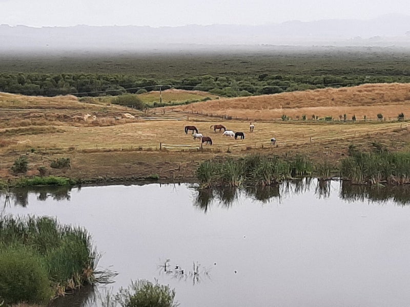 Horse Grazing- Natural Track System | Trade Me Services