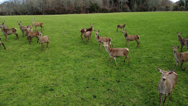 68 Dansey Road, Ngongotaha Valley, Rotorua, Bay Of Plenty