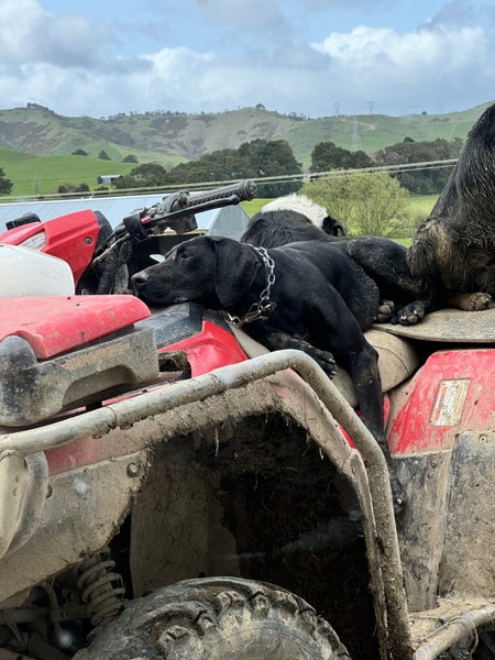 German shorthaired pointer STUD | Trade Me Services
