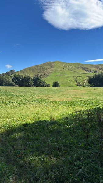 Junior Shepherd : BidBud