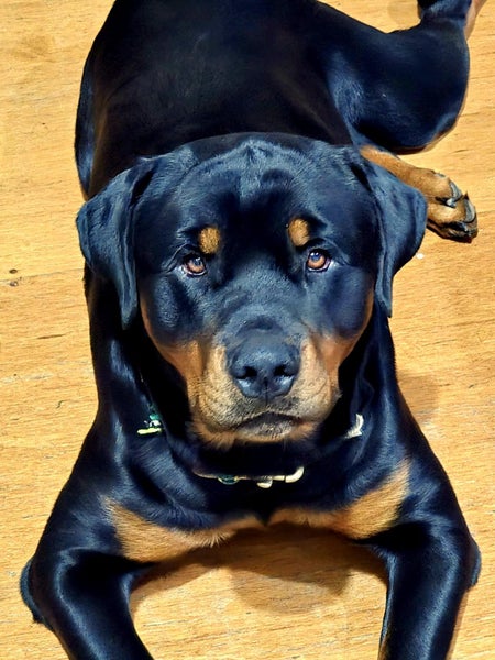Purebred Rottweiler - Natural Bobtail STUD | Trade Me Services