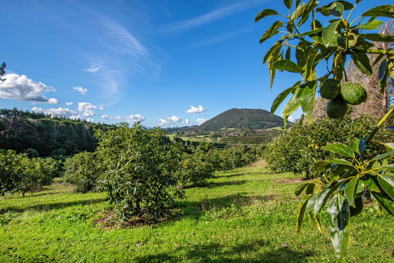 5 Tatton Road, Maungatapere, Whangarei, Northland