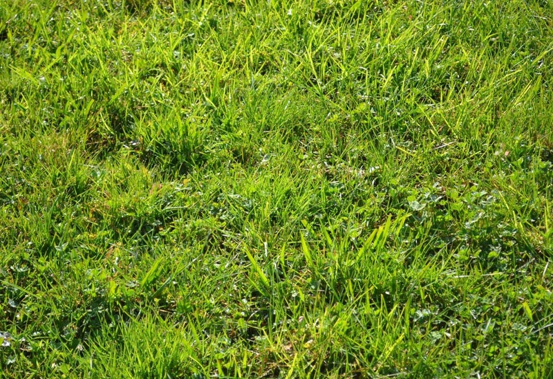 9 Tautoru Avenue, Orewa, Rodney, Auckland