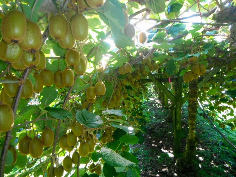 97 Long Plain Road, Takaka, Tasman, Nelson / Tasman