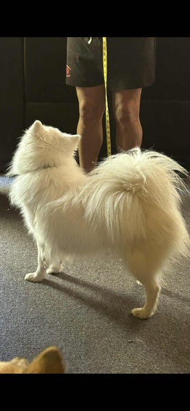 Purebred JAPANESE SPITZ stud dog | Trade Me Services