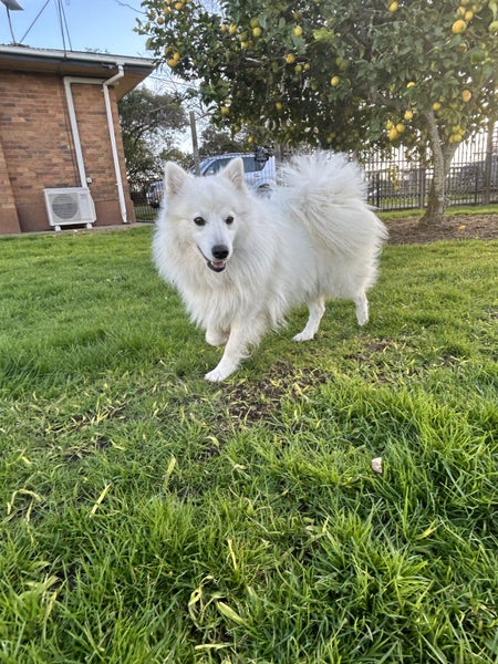 Purebred JAPANESE SPITZ stud dog | Trade Me Services