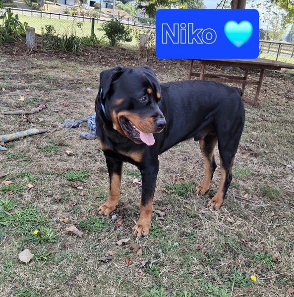 Purebred Natural Bobtail Rottweiler STUD | Trade Me Services