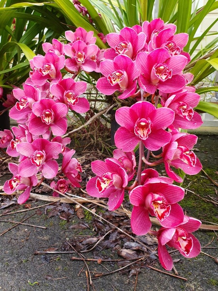 Grey Lynn, Auckland City, Auckland