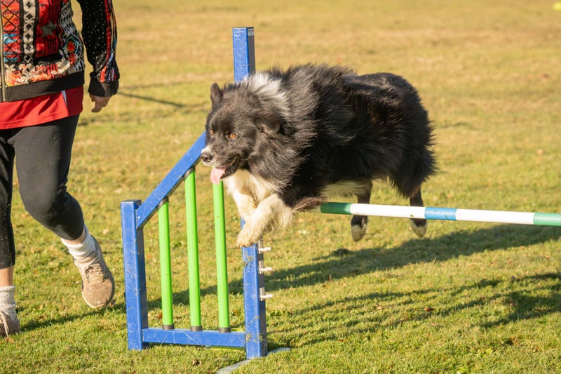 Reno Border Collie Stud | Trade Me Services