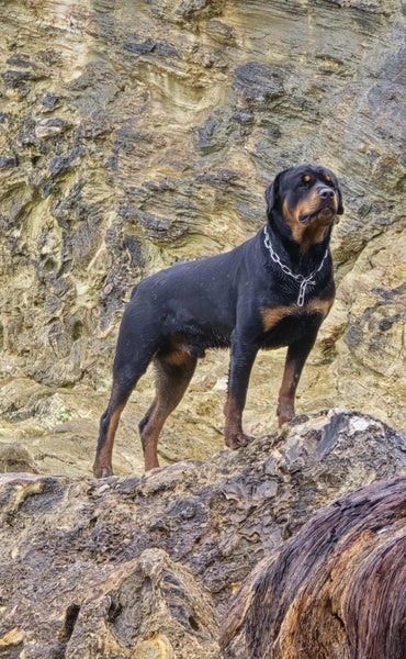 Purebred Rottweiler - Natural Bobtail STUD | Trade Me Services