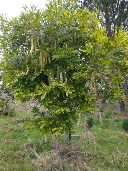 96 Ingleton Road, Wellsford, Rodney, Auckland