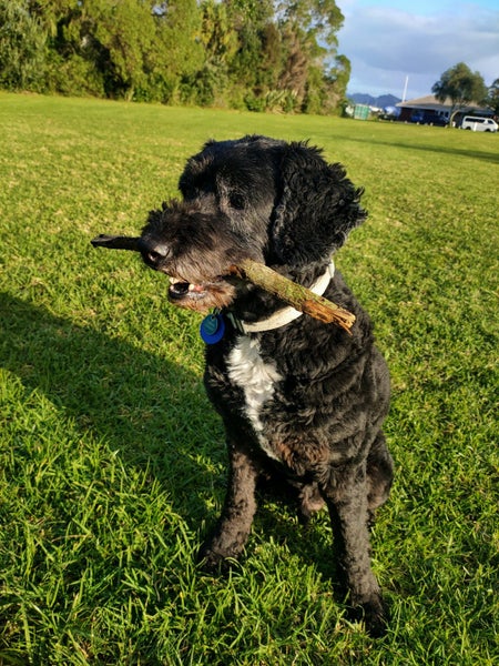 Arataki, Tauranga, Bay Of Plenty