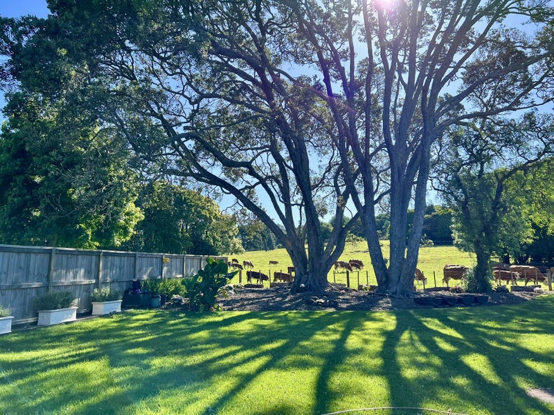 Greenlane, Auckland City, Auckland