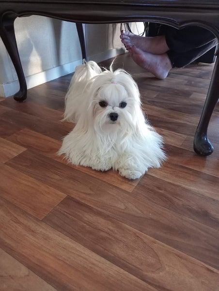 Purebred Maltese stud | Trade Me Services