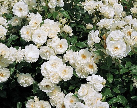 Margaret Merril Standard Roses | Trade Me