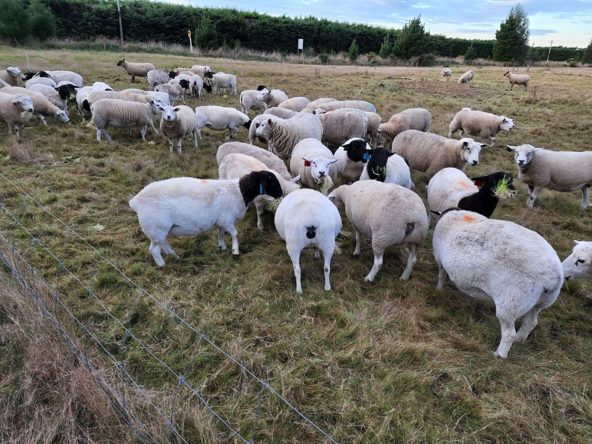 Barley Fodder / Sprouts : BidBud