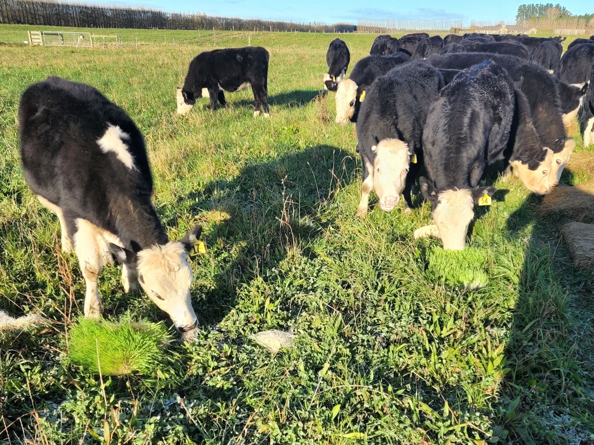 Barley Fodder / Sprouts : BidBud