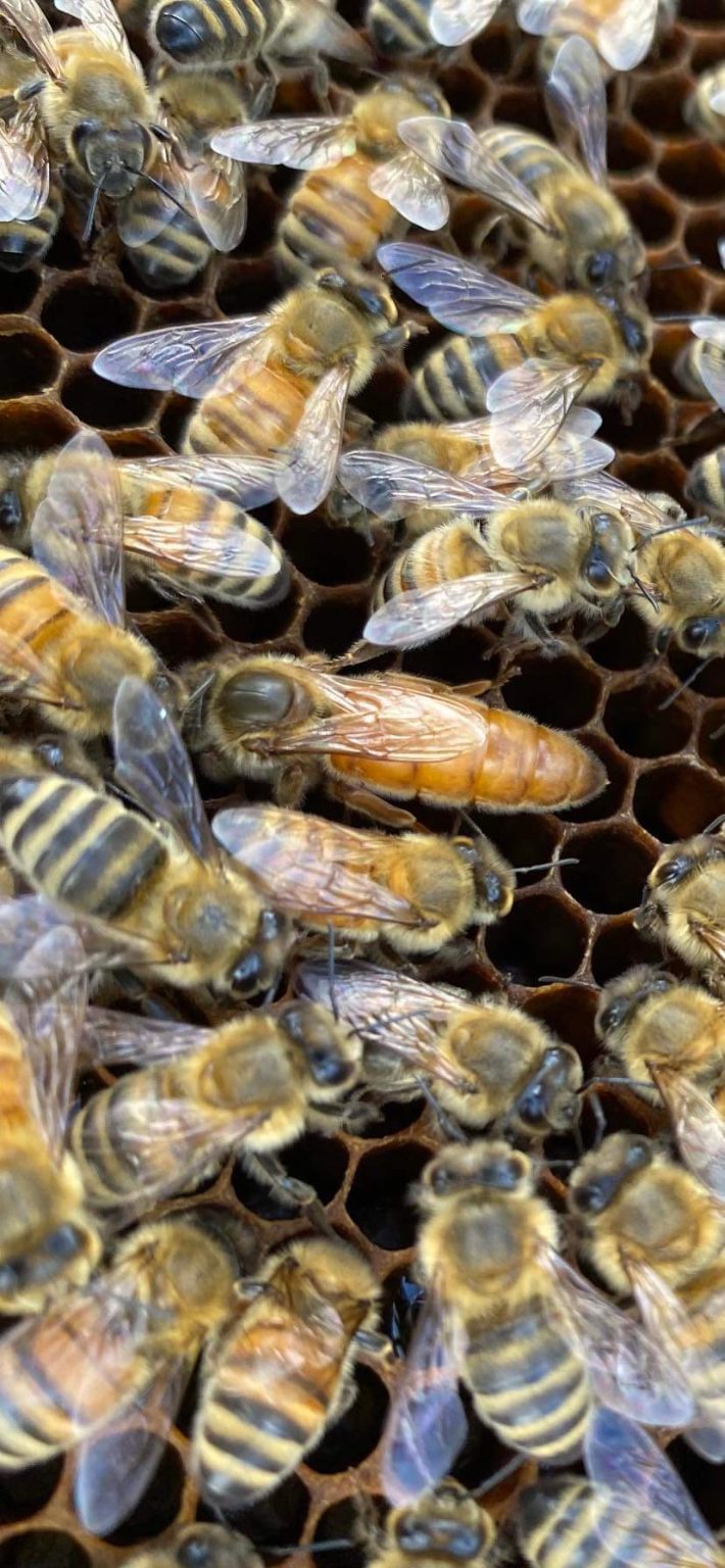 Queen Bee By Anniejwen My Queen Blaze Your Own Trail Build Queen Bee