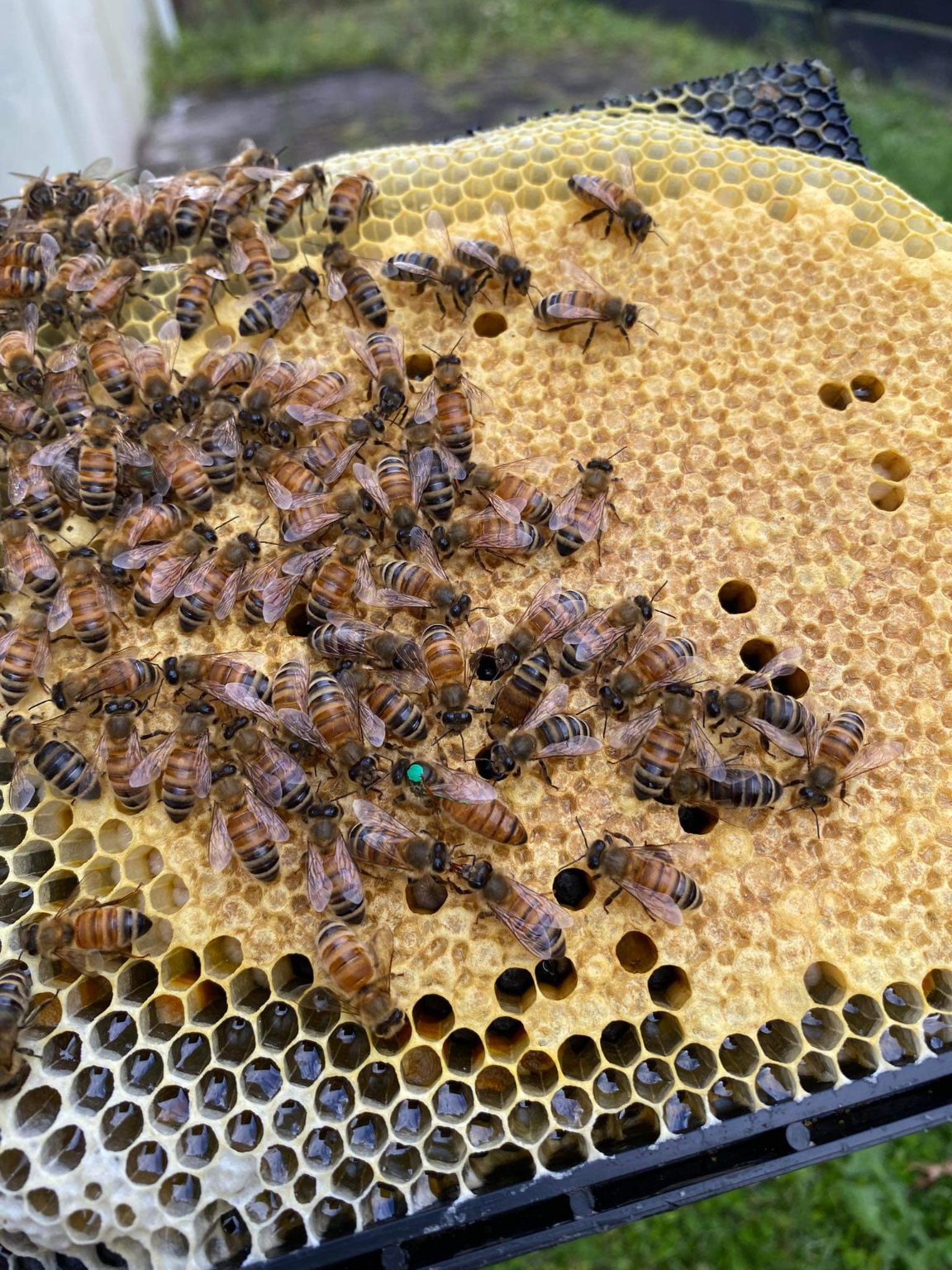 Queen Bee By Anniejwen My Queen Blaze Your Own Trail Build Queen Bee