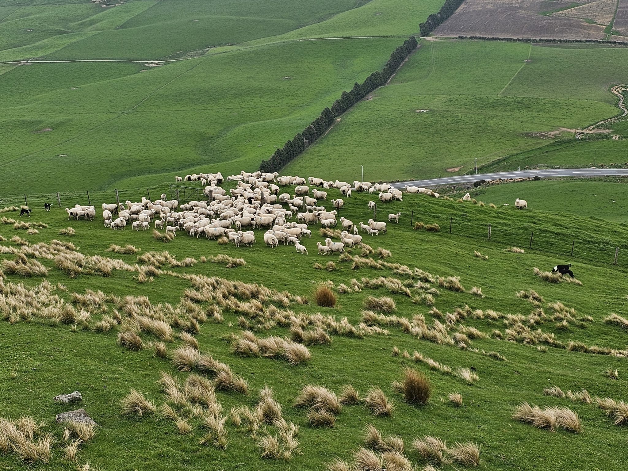 Junior Shepherd : BidBud