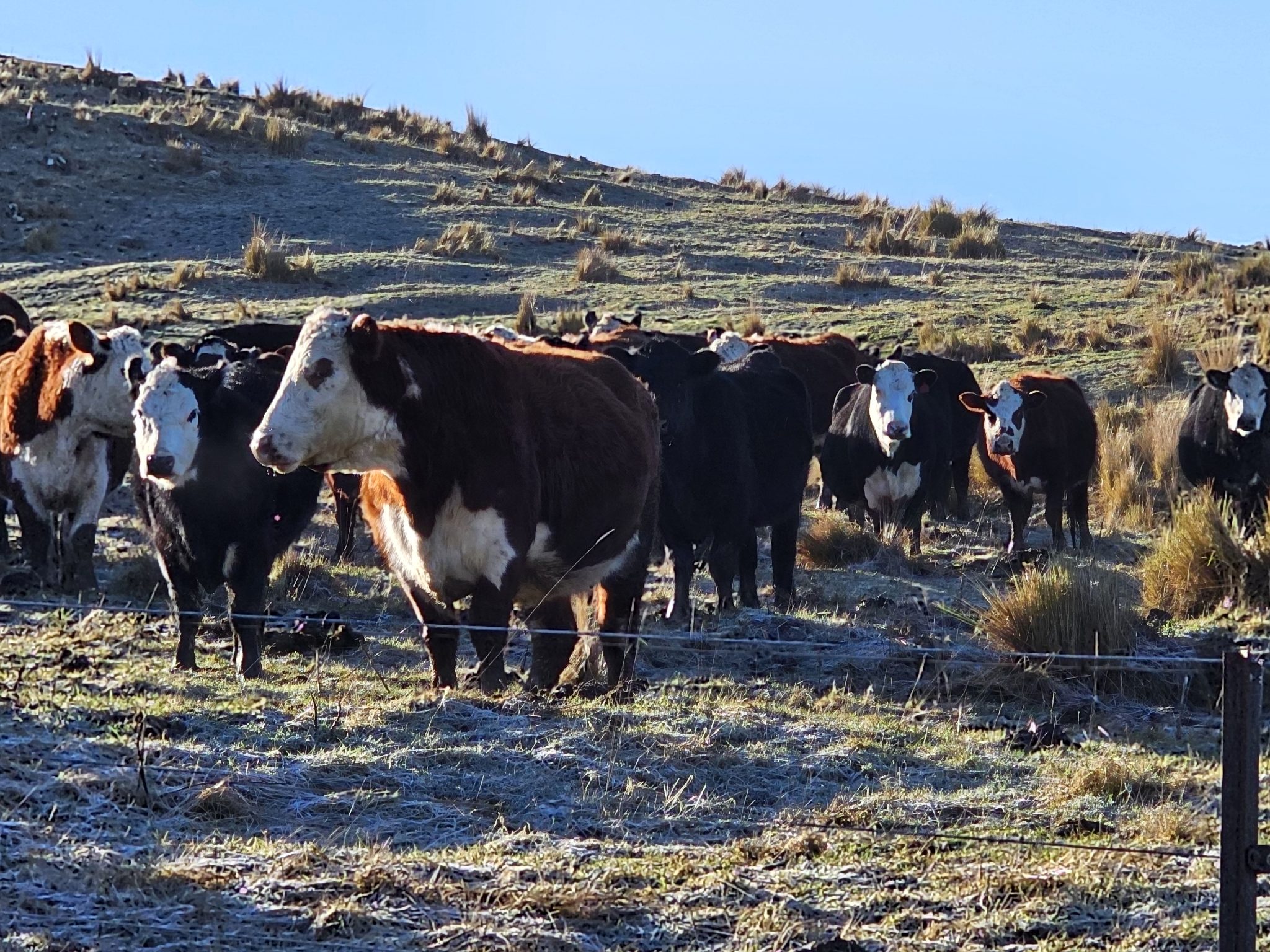 Junior Shepherd : BidBud